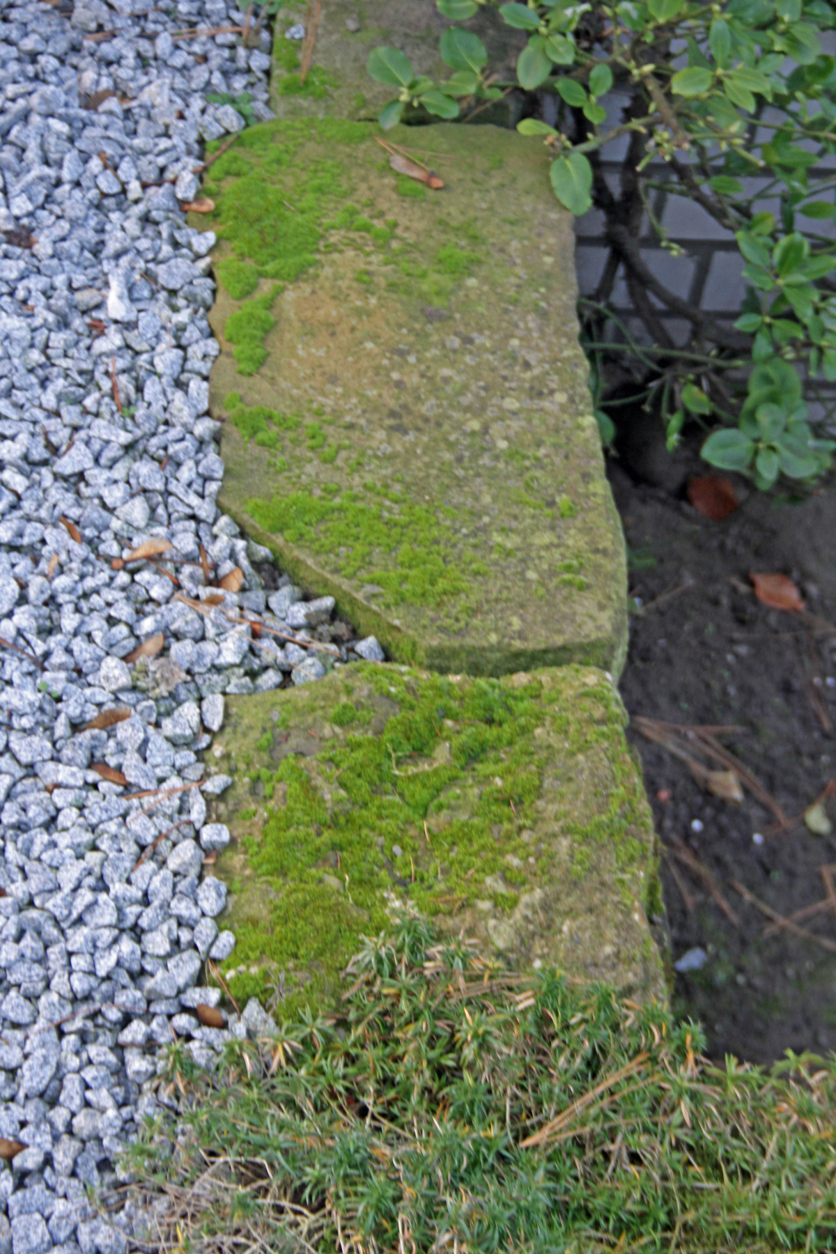 Root causes of green deposits and foliage effects on concrete block ...