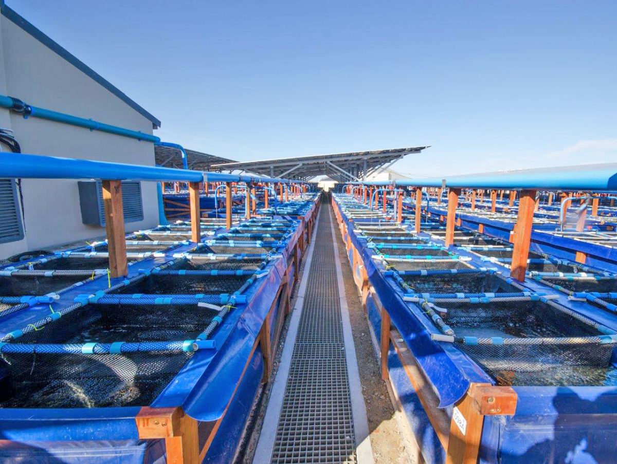 Precast concrete drainage channels preferred for Abalone farm upgrade ...